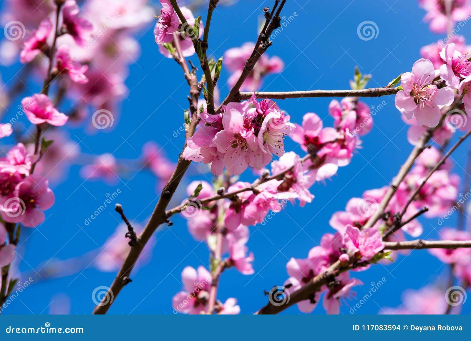 Peach tree in bloom stock photo. Image of blossom, natural - 117083594