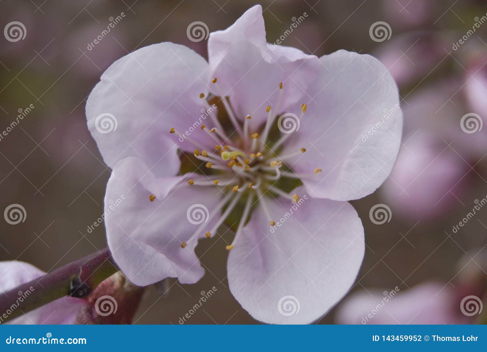 A peach tree bloom stock photo. Image of peach, bloom - 143459952