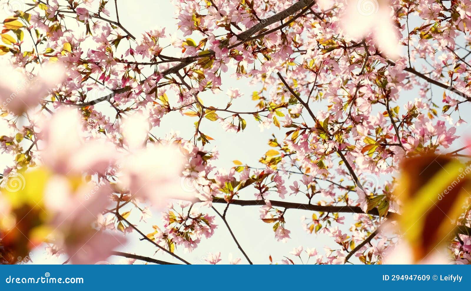Peach Tree Blooming with Sunrays Shimmering Rays of the Sunset in the ...