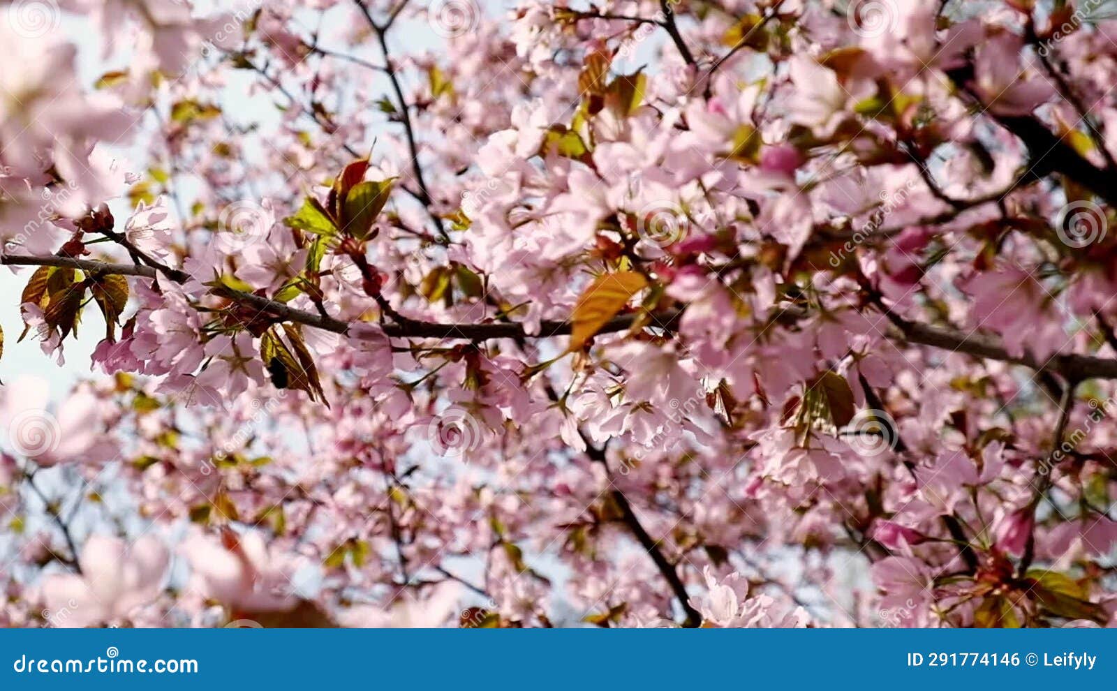 Peach Tree Blooming with Sunrays Shimmering Rays of the Sunset in the ...