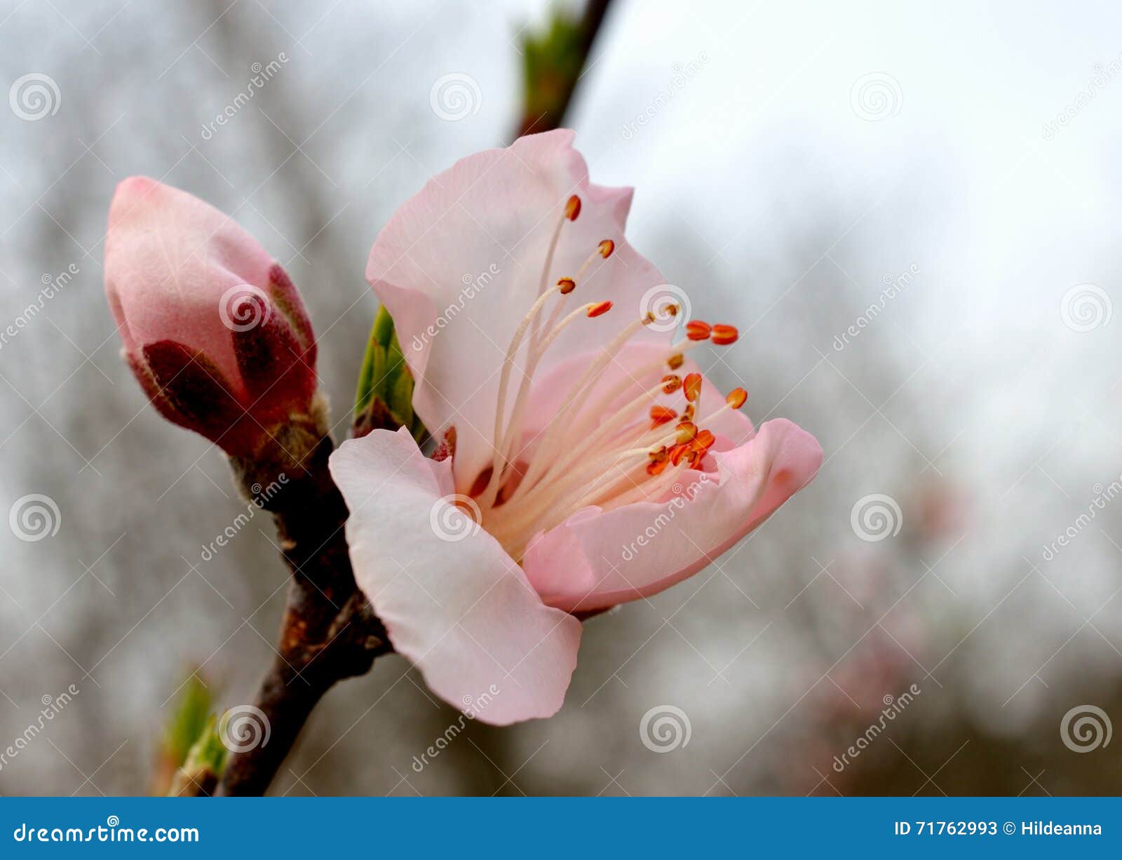 Peach Tree Blossom Blooming in the Garden Stock Image - Image of flora ...