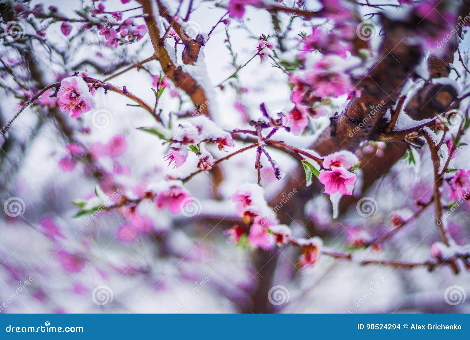 Peach Tree Blossom on a Farm in Spring Snow Stock Photo - Image of blur ...