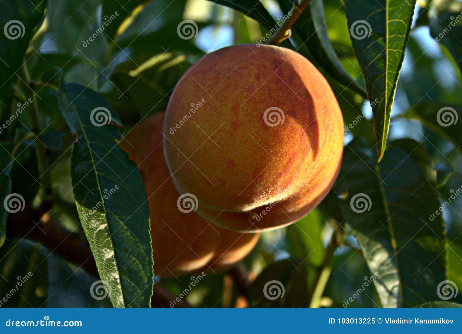 Peach on the tree stock image. Image of leaves, shot - 103013225