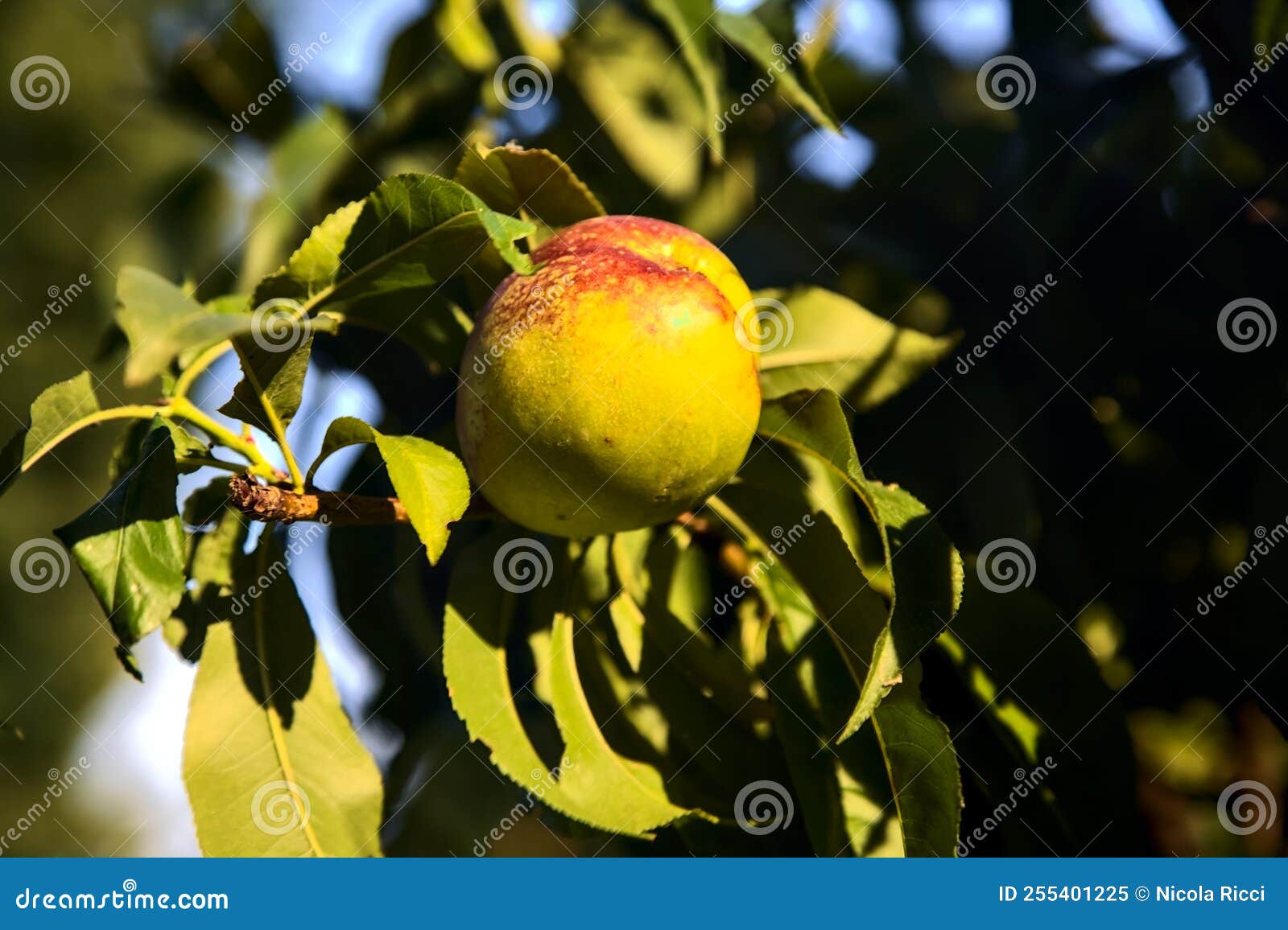 Peach on a Tree Branch at Sunset Seen Up Close Stock Image - Image of ...