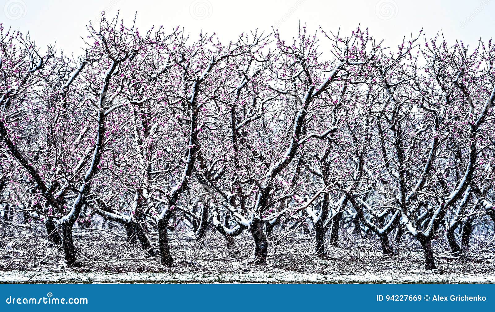 Peach Tree Farm during Spring Snow with Blossoms Stock Image - Image of ...