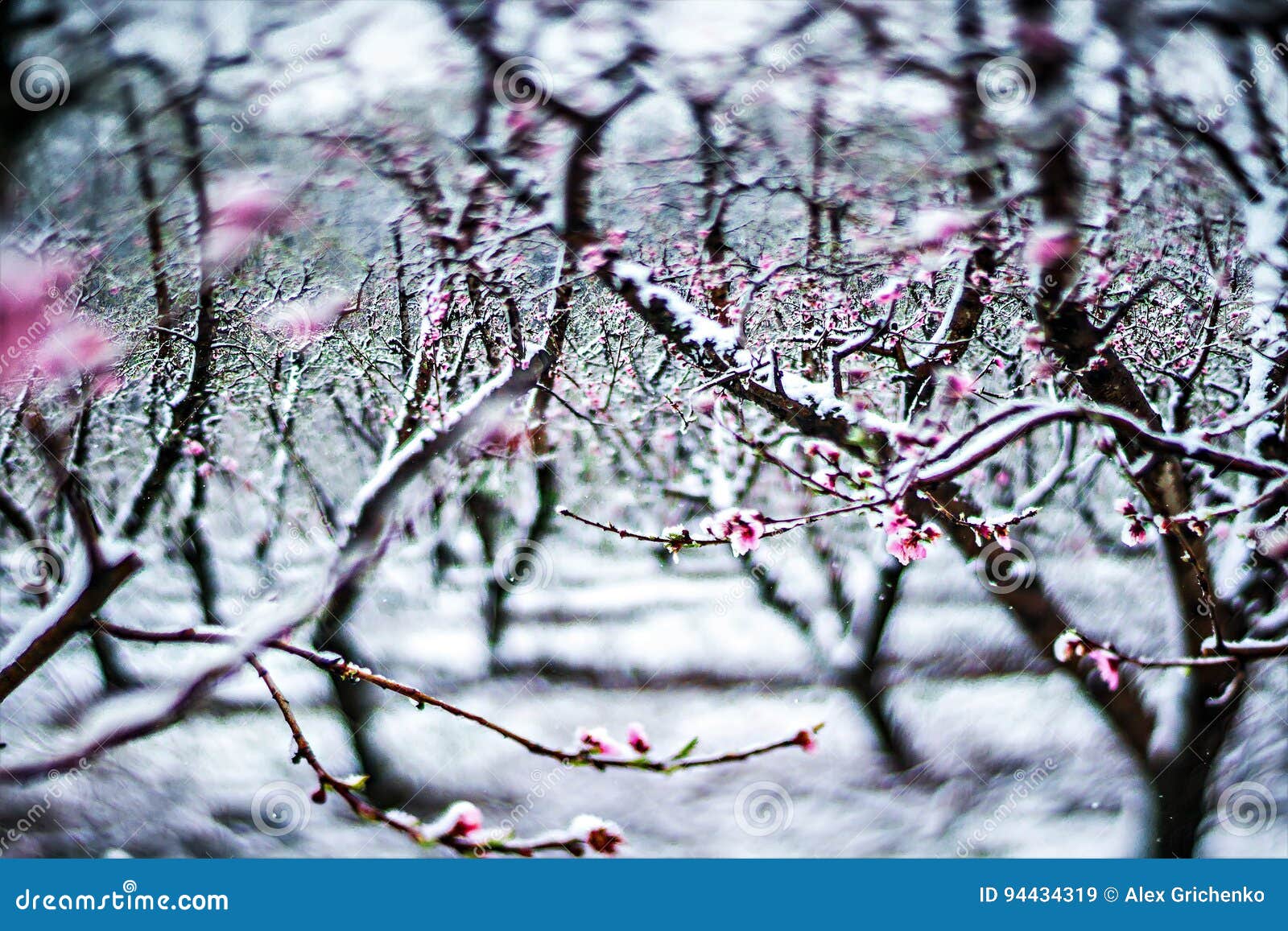 Peach Tree Farm during Spring Snow with Blossoms Stock Image - Image of ...