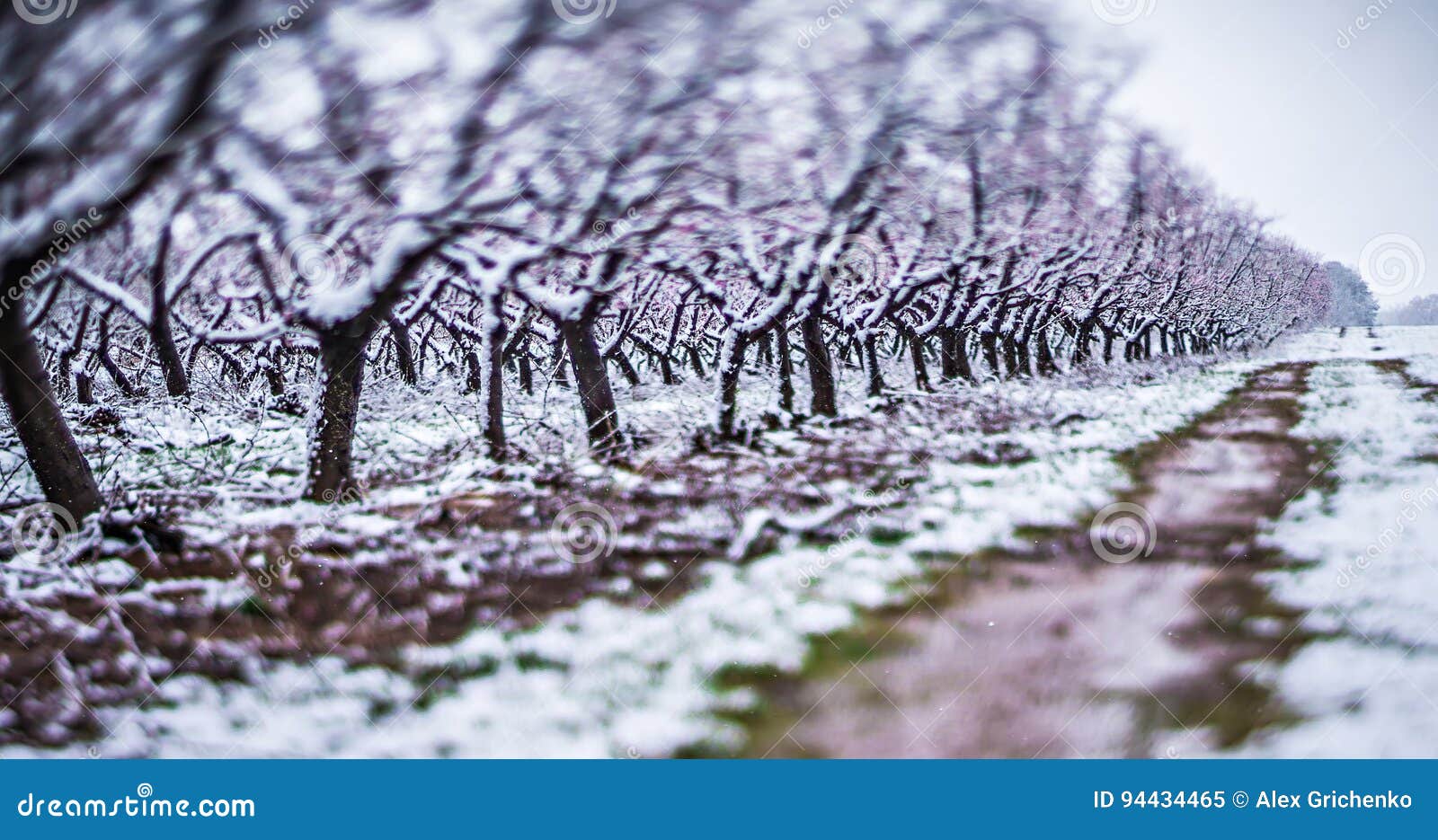 Peach Tree Farm during Spring Snow with Blossoms Stock Image - Image of ...