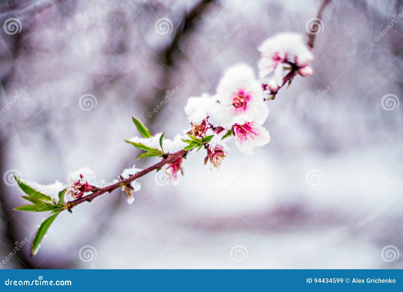 Peach Tree Farm during Spring Snow with Blossoms Stock Image - Image of ...