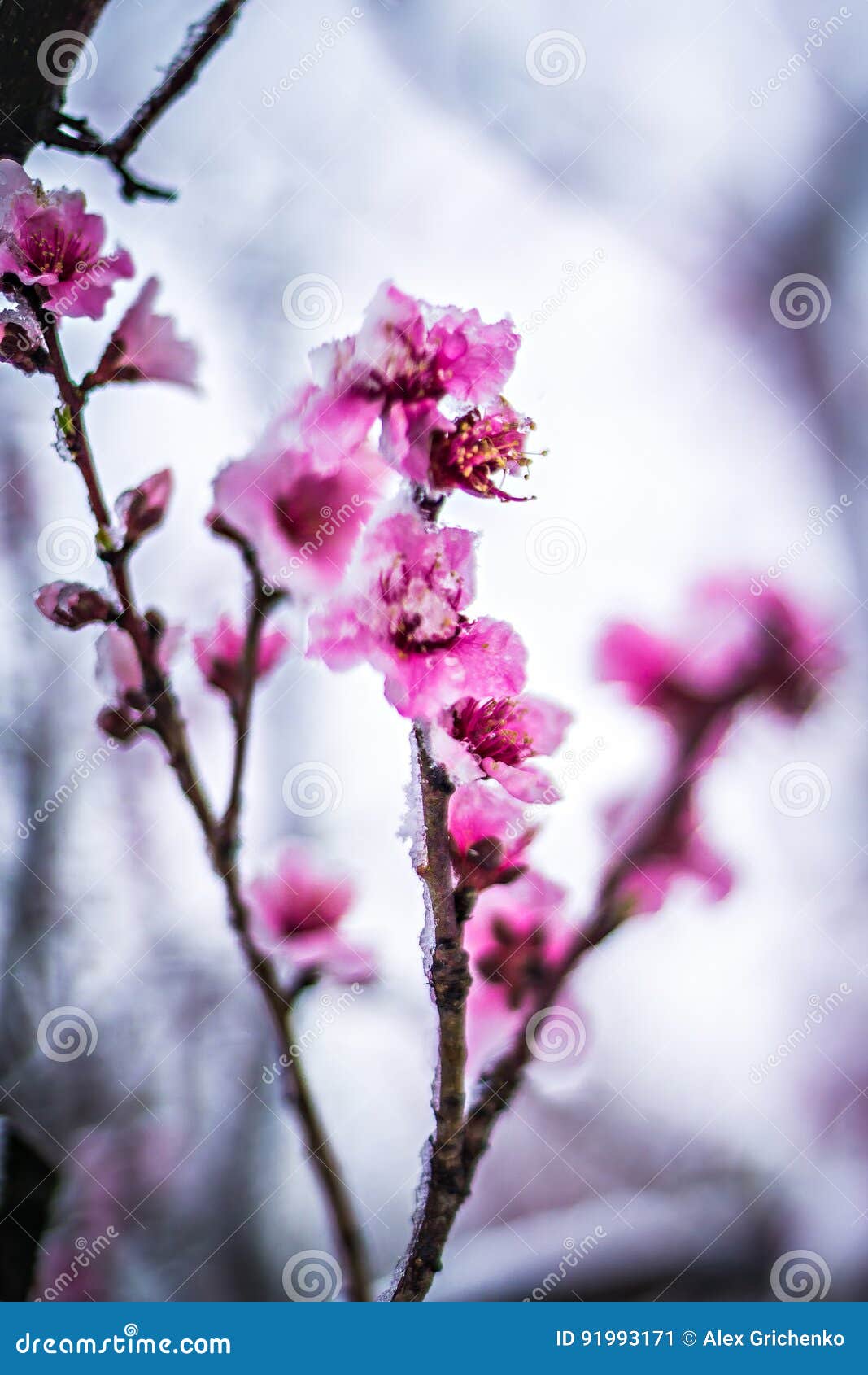 Peach Tree Farm in Winter Snow Stock Image - Image of branch ...