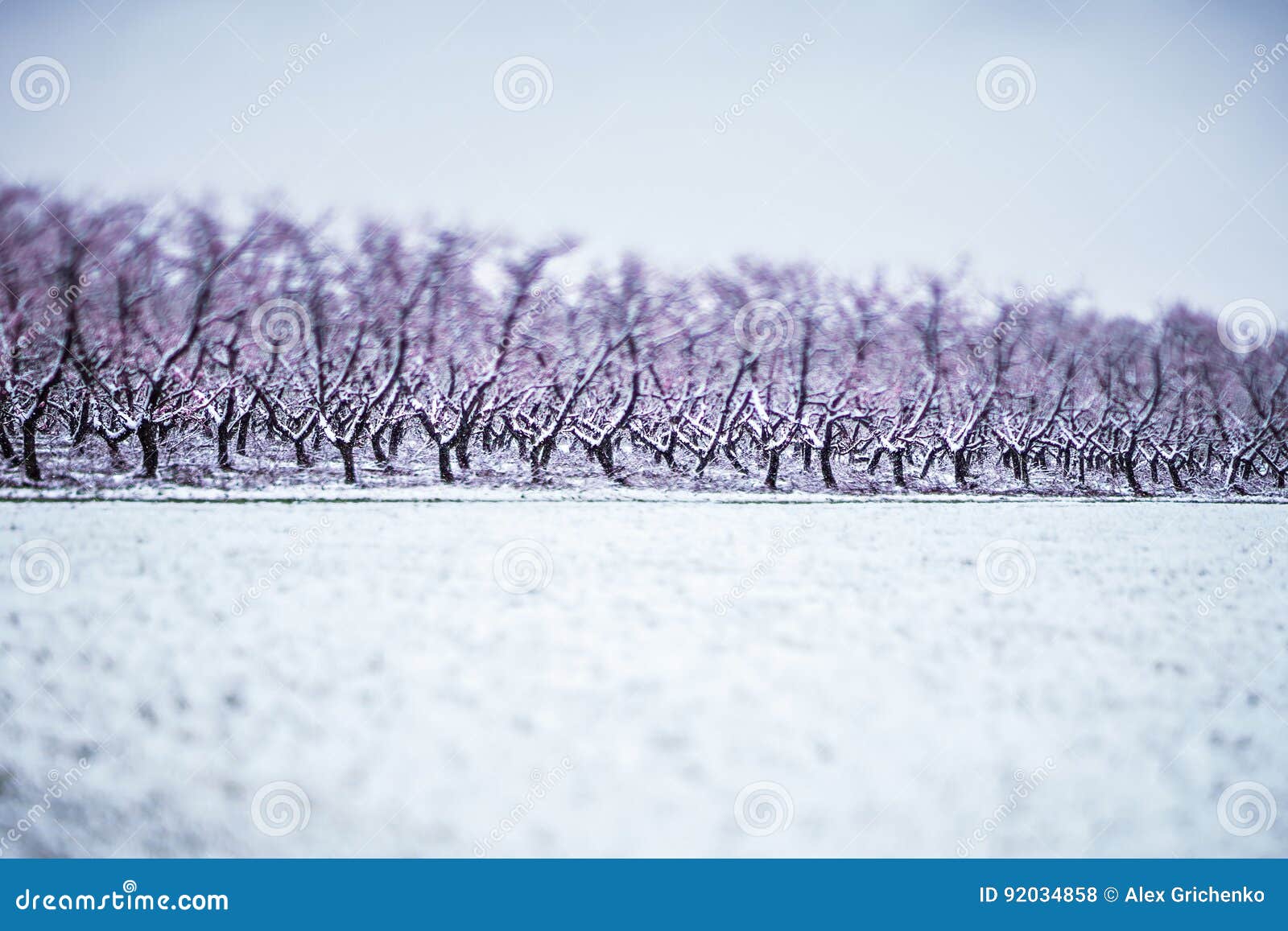 Peach Tree Farm in Winter Snow Stock Photo - Image of scenery, scenic ...