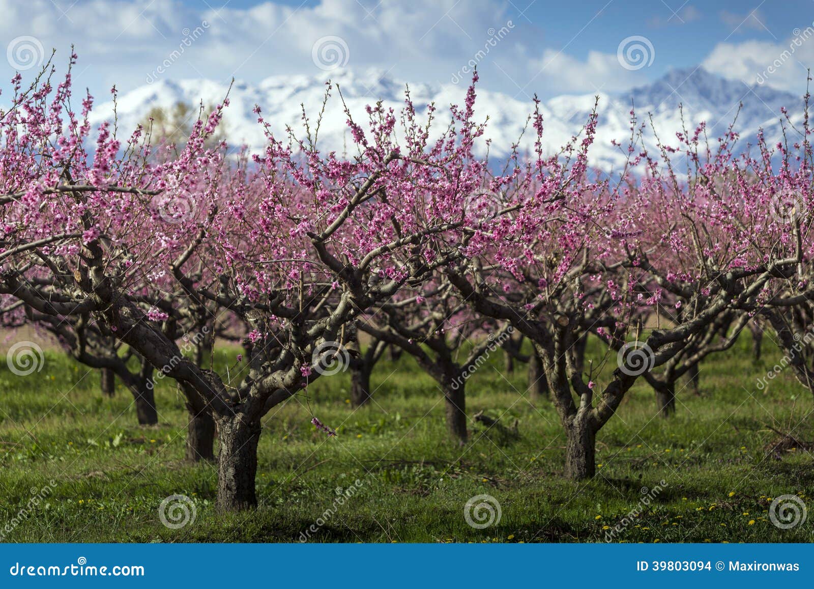 Peach tree stock photo. Image of plant, peach, flower - 39803094