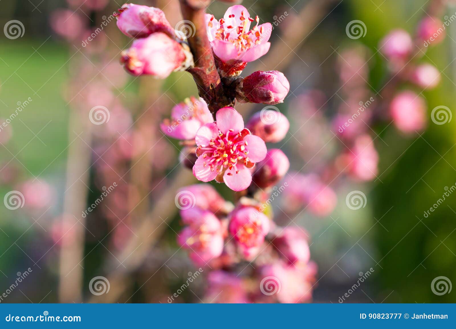 Peach Tree Flowers and Buds. Stock Image - Image of tree, blooming ...