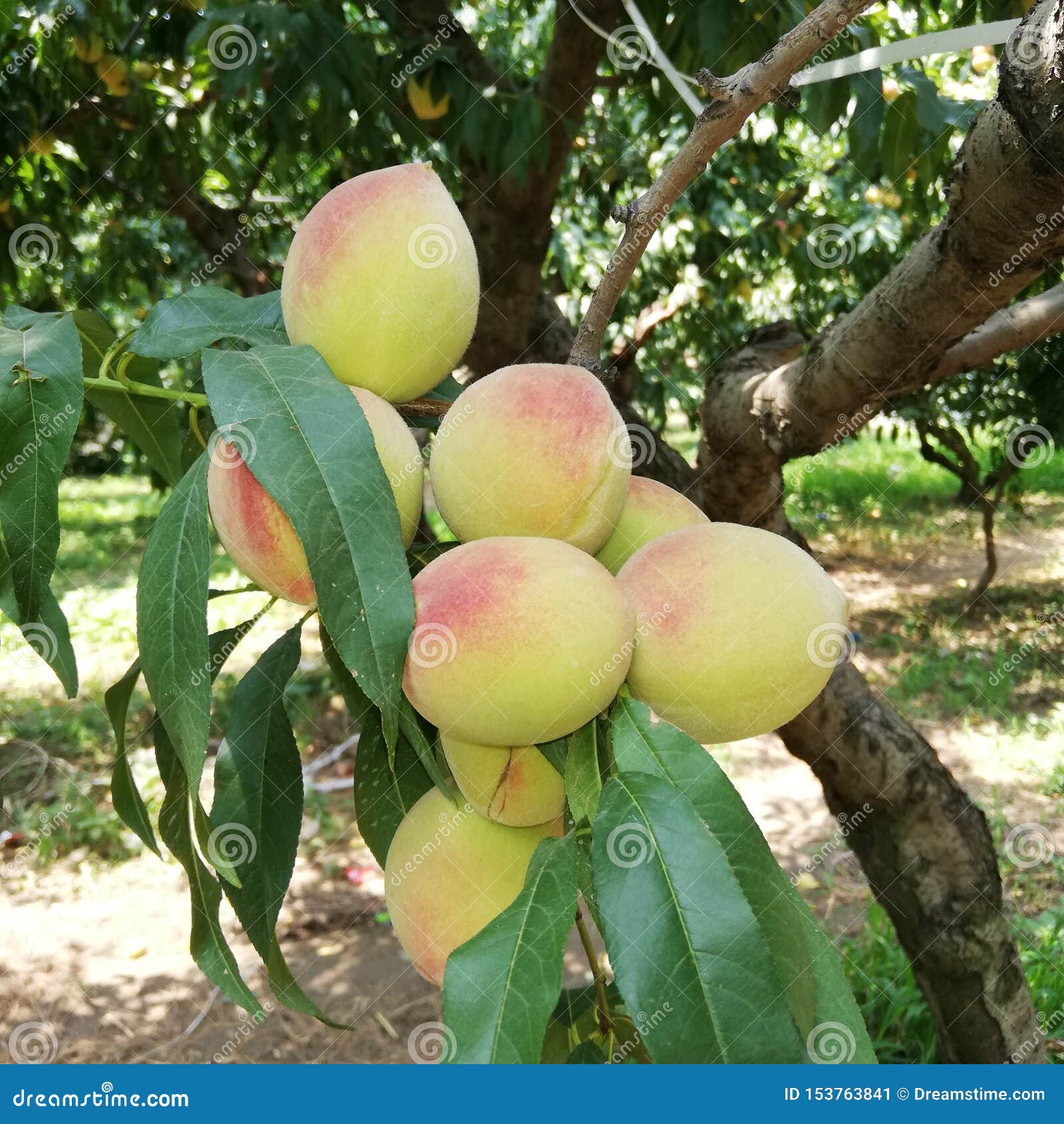 Peach stock image. Image of fruit, green, tree, peach - 153763841