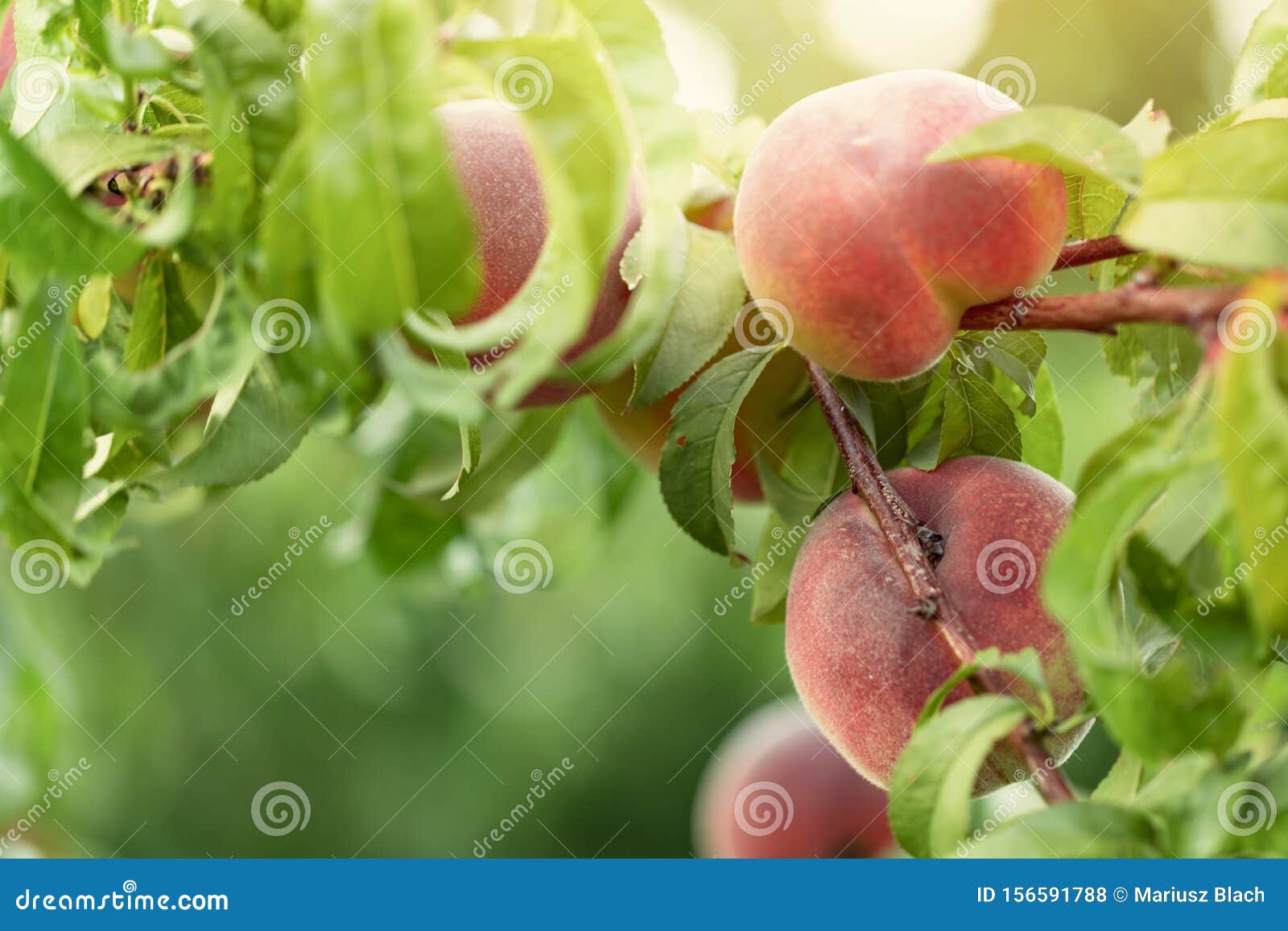 Peach Tree Fruits on Branches Stock Photo - Image of peach, fruits ...