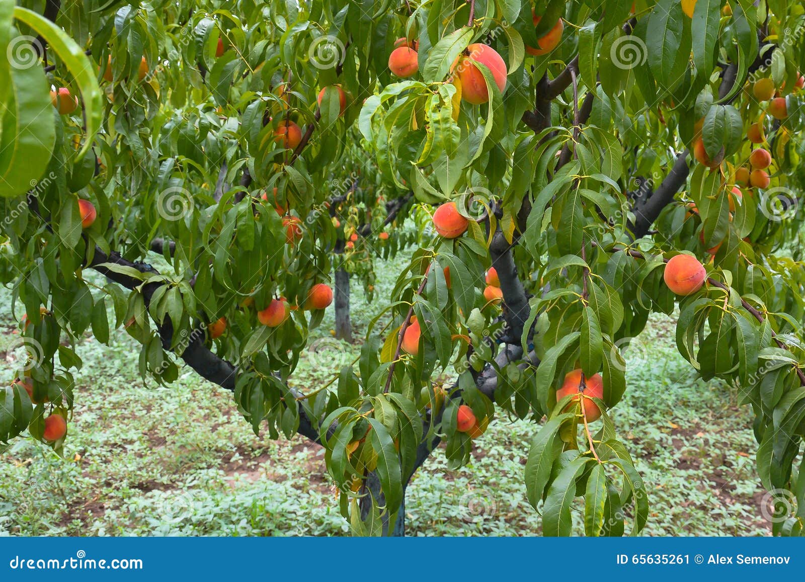 Peach Tree with Fruits in the Garden Stock Image - Image of peaches ...