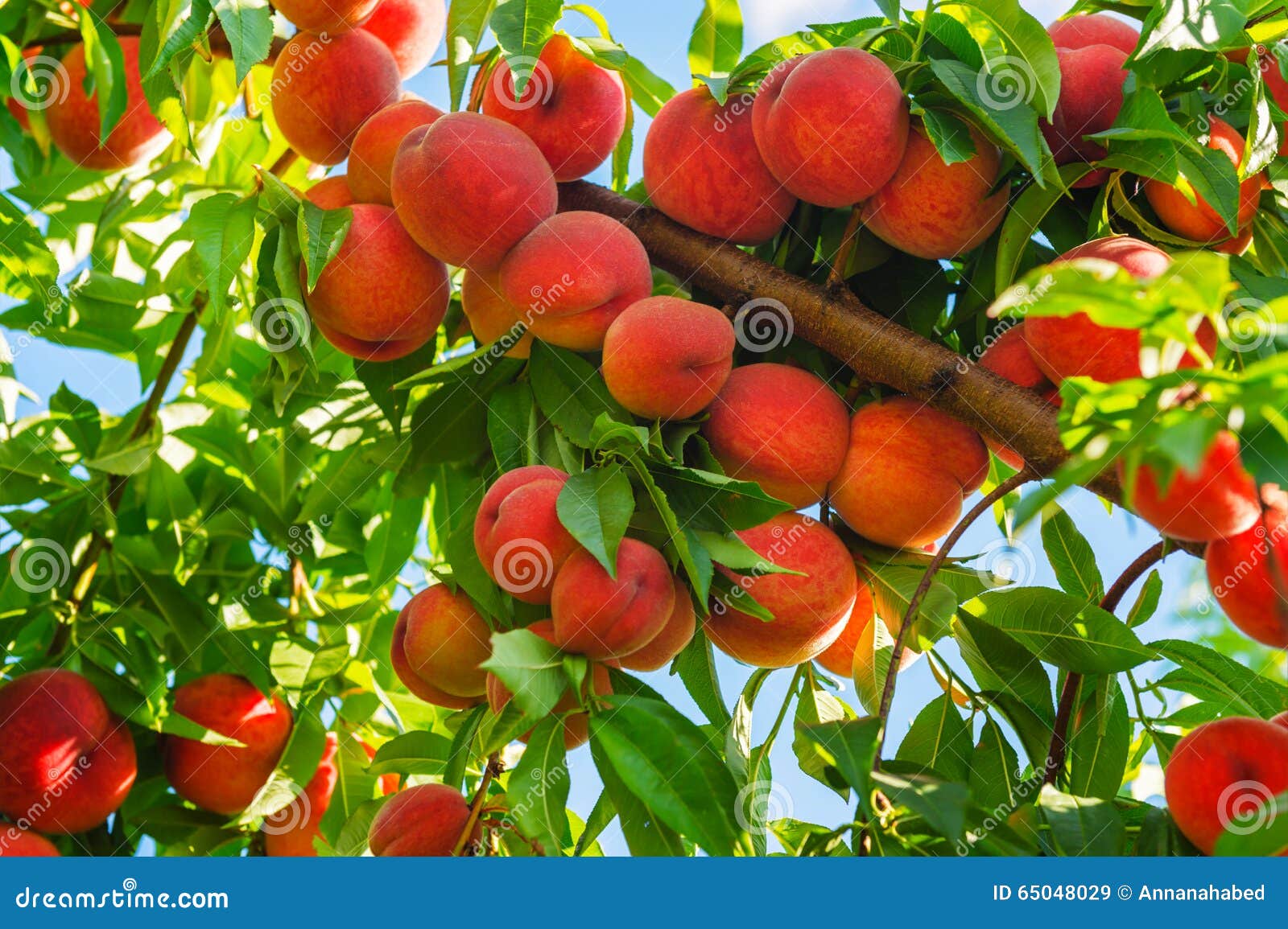 Peach tree with fruits stock image. Image of foliage - 65048029