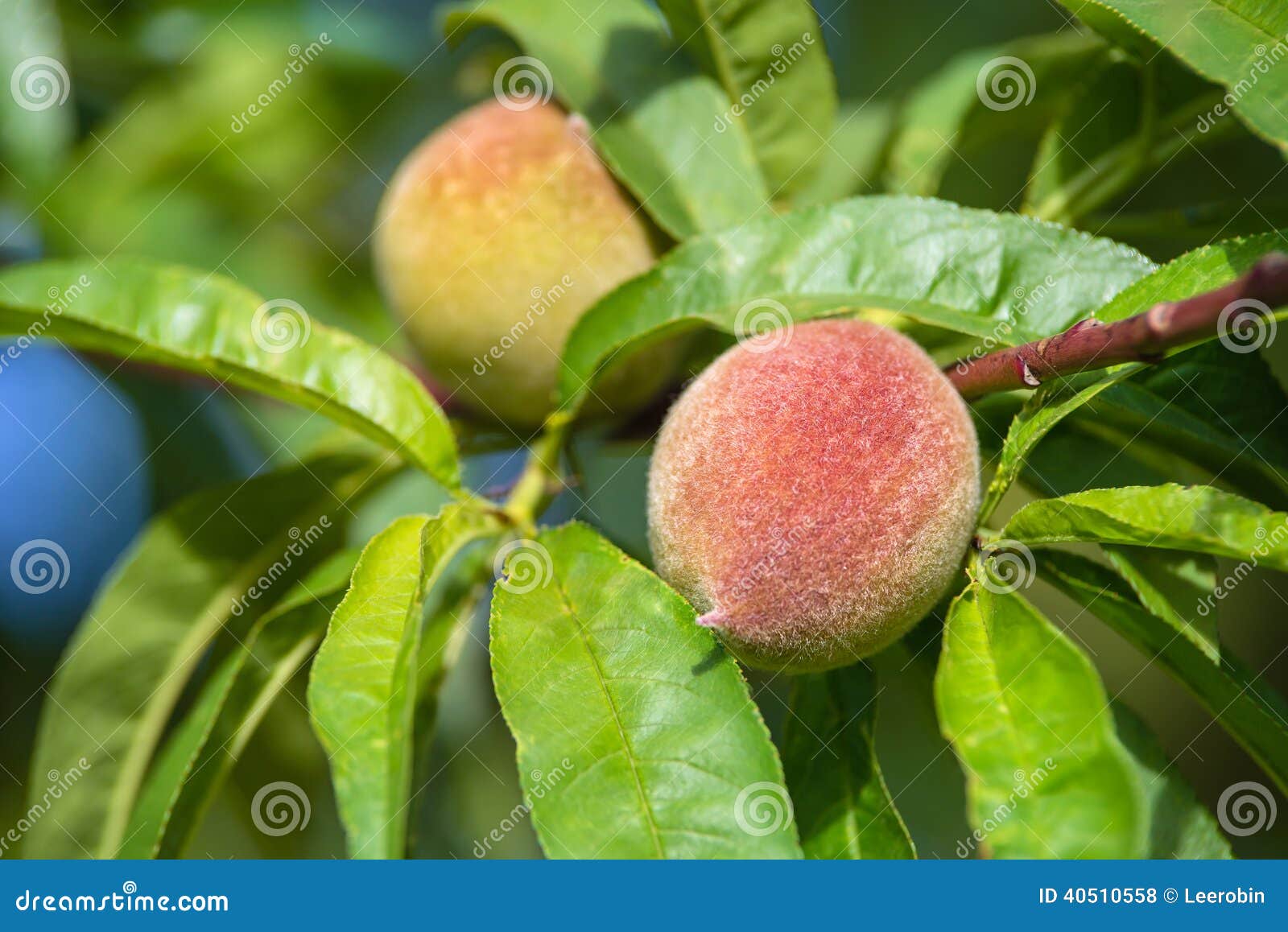 Peach tree fruits ripening stock photo. Image of peach - 40510558