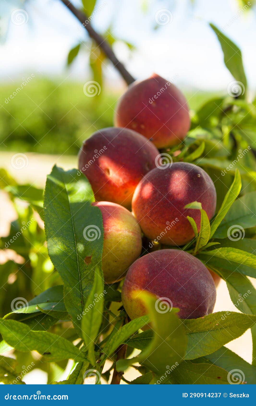 Peach tree with fruits. stock image. Image of exterior - 290914237