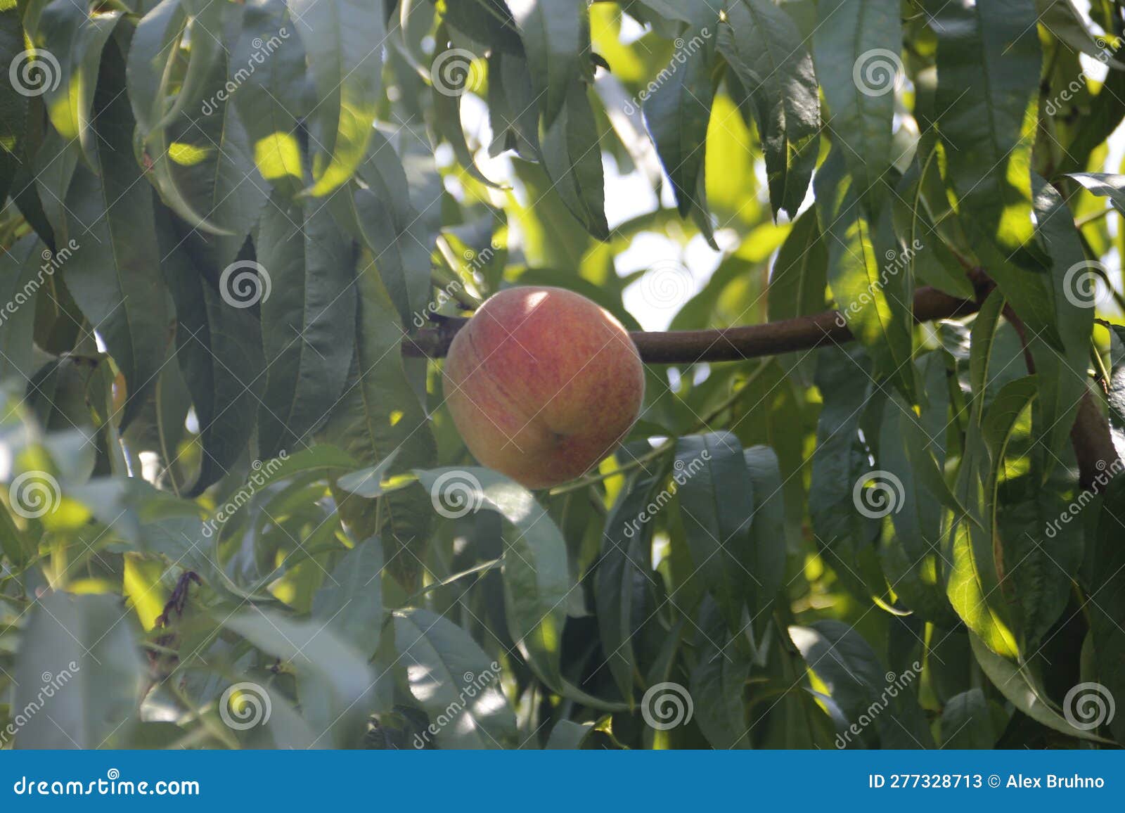 Peach on the Tree in the Garden Stock Image - Image of summer, leaf ...
