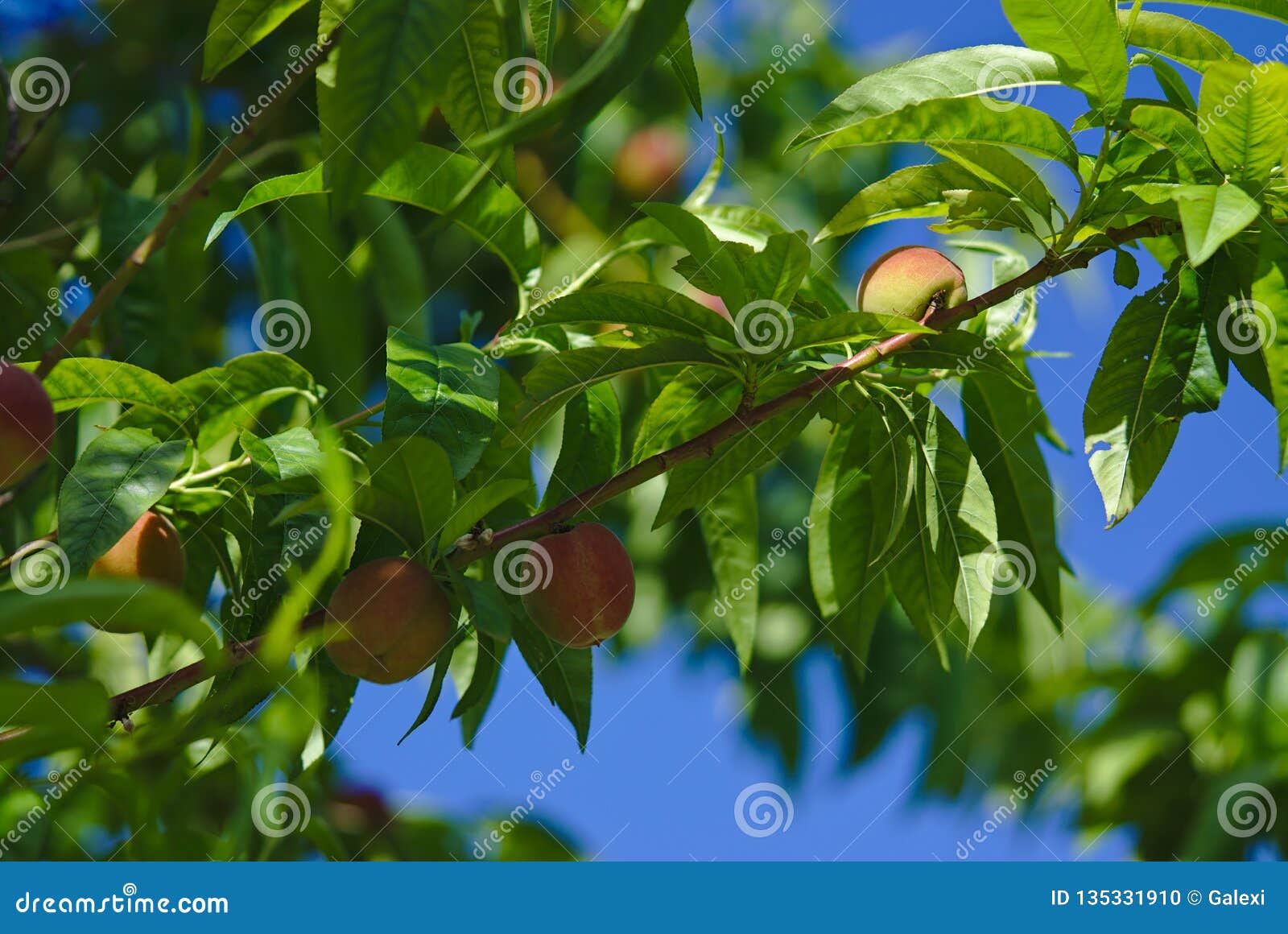 Growing Peaches, Species Prunus Persica A Deciduous Tree Native To ...