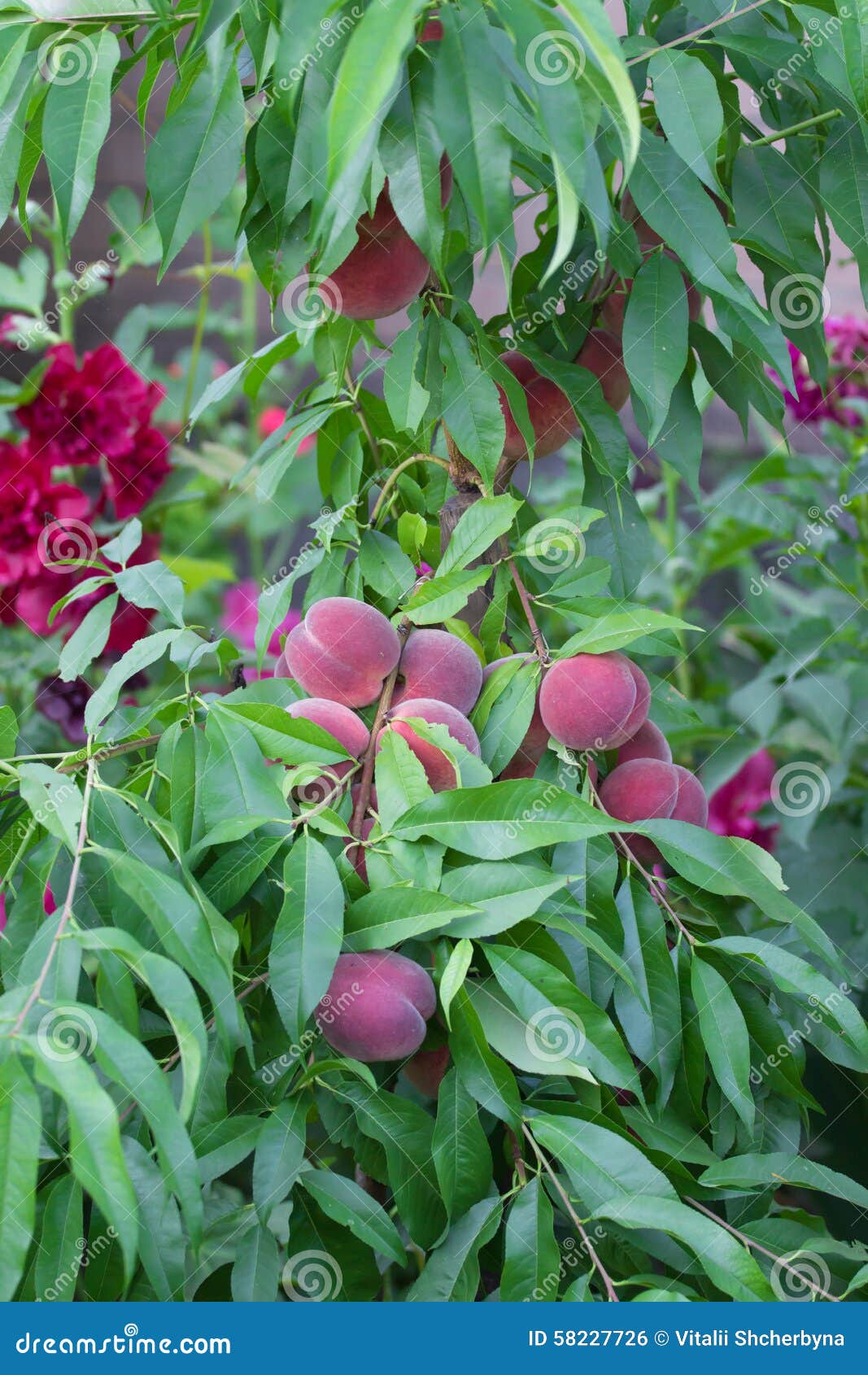 Peach tree stock photo. Image of gardening, tree, crop - 58227726