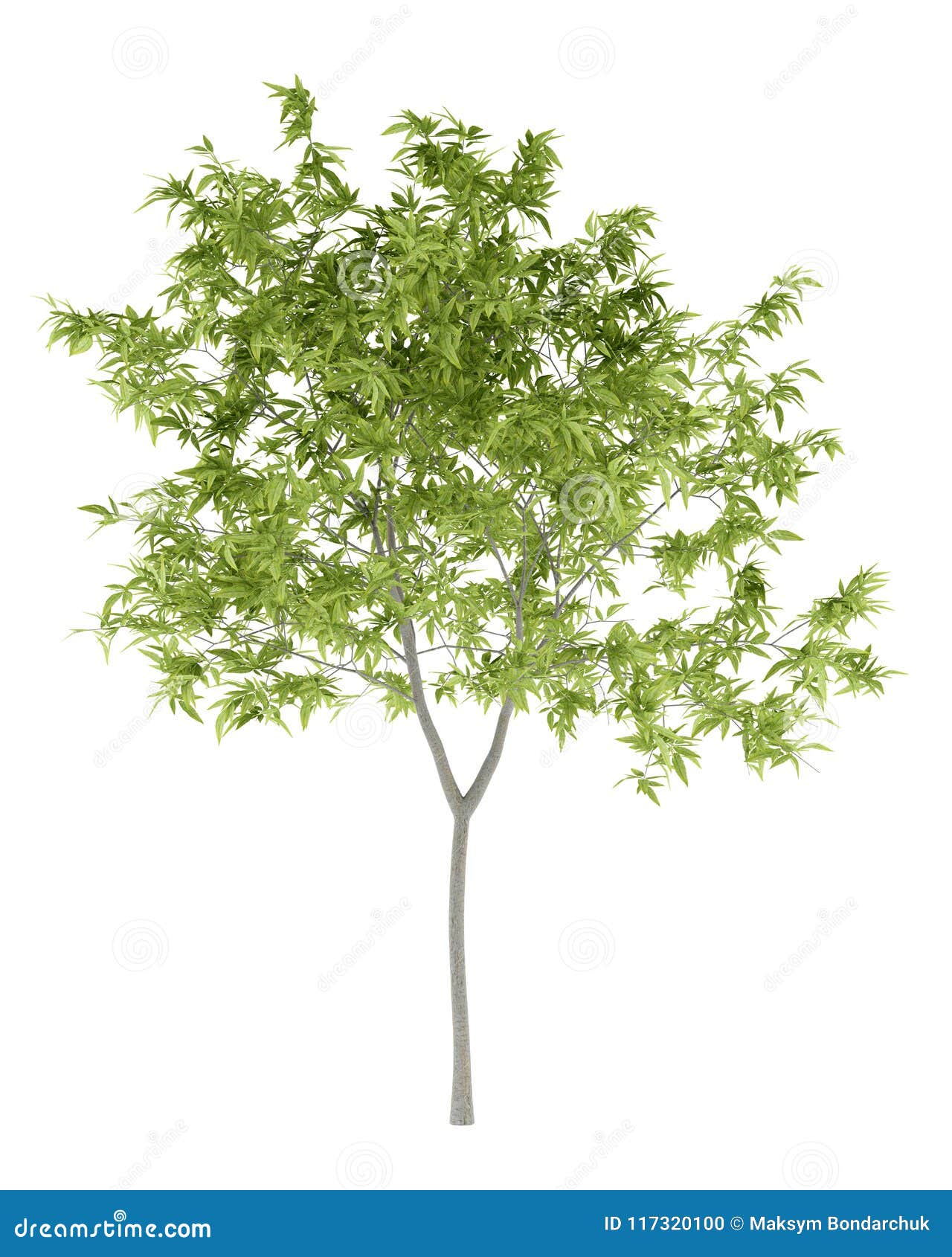 Peach Tree Vector Illustration In Flat Design Isolated On White ...