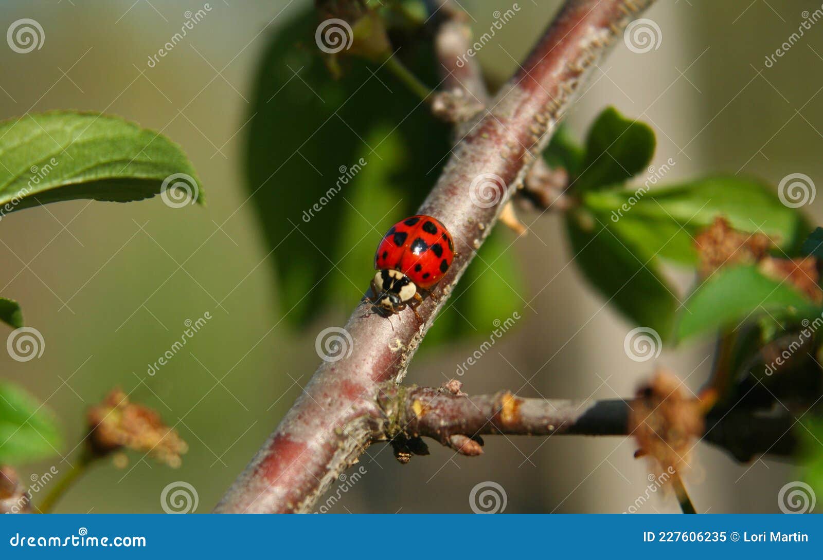 Peach Tree with Lady Bug Shallow DOF Stock Image - Image of garden ...