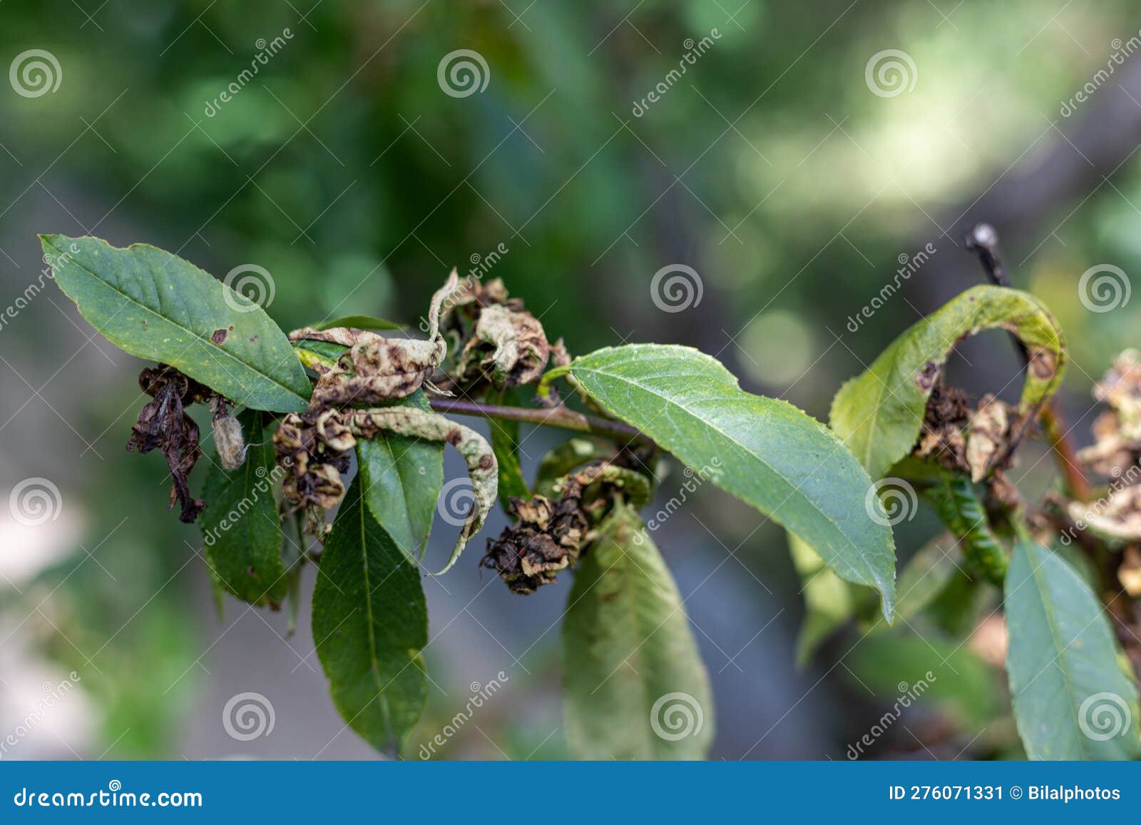 Peach Tree with Leaf Curl Taphrina Deformans Disease Stock Image ...