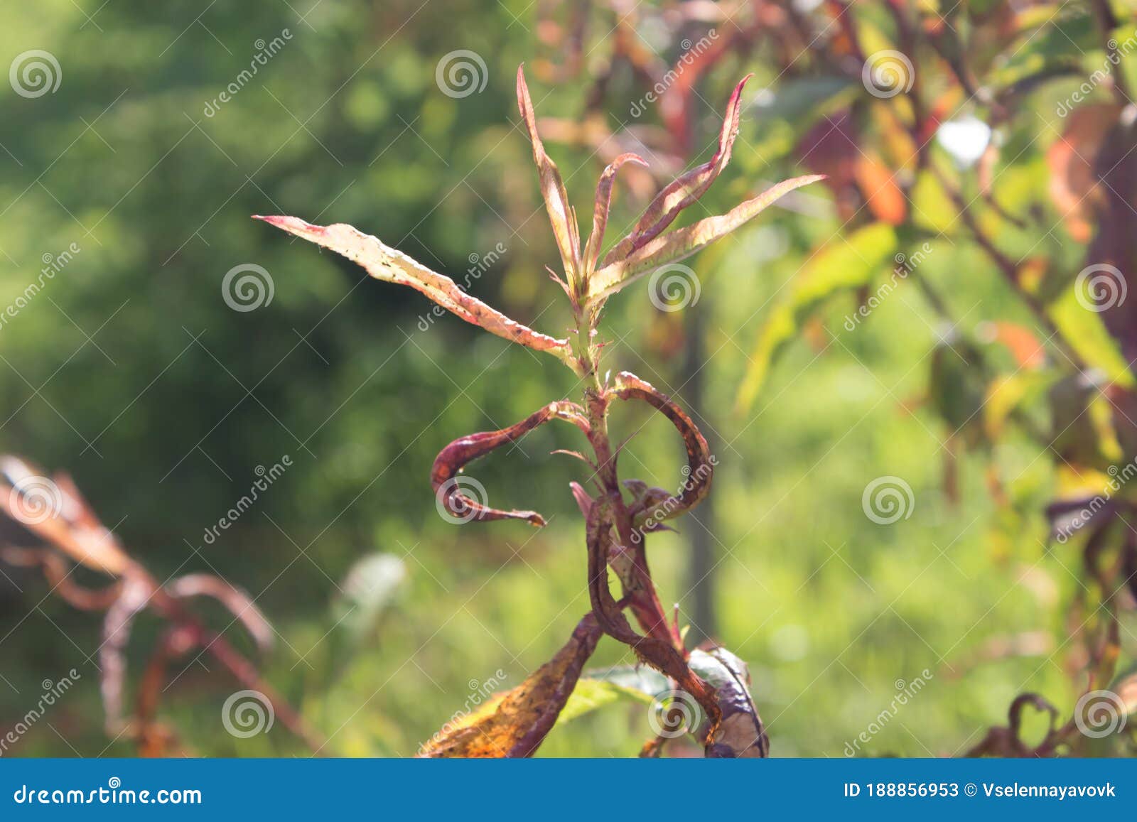 Peach Tree Leaves are Damaged by Aphids As a Pest, Fruit Tree Disease ...