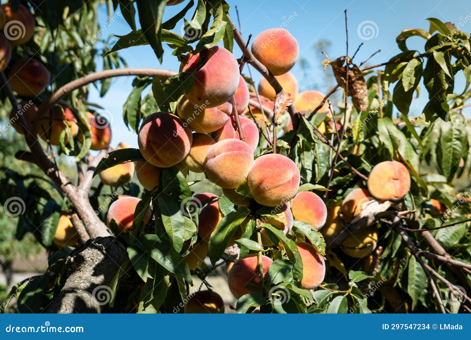 The Peach Tree Loaded with Peaches Stock Photo - Image of fresh ...