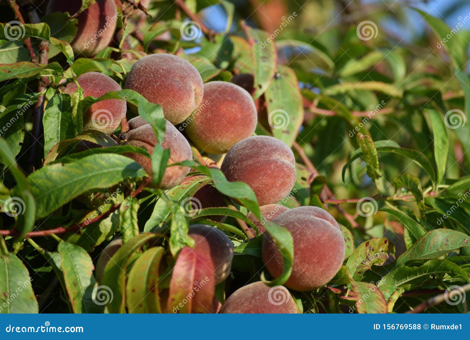 Peach Tree with Many Fruits Stock Photo - Image of tree, rosaceae ...