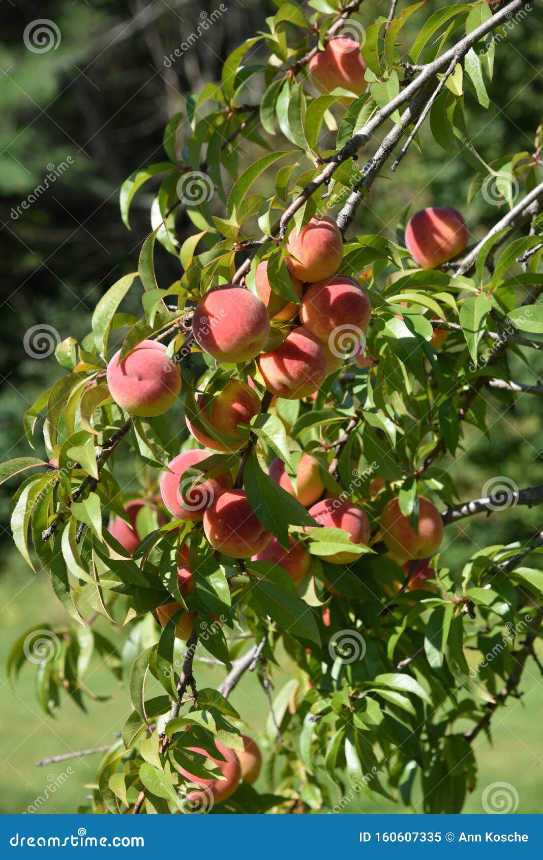 Cluster Peaches Ripening on the Tree Stock Image - Image of multiple ...
