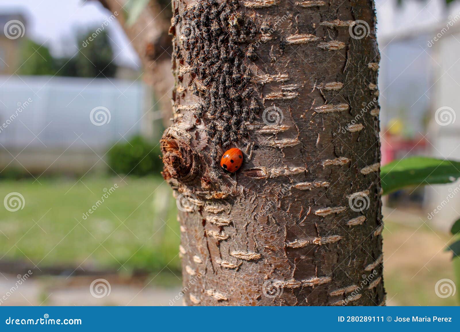 Peach Tree in My Orchard with Many Insects Stock Image - Image of ...