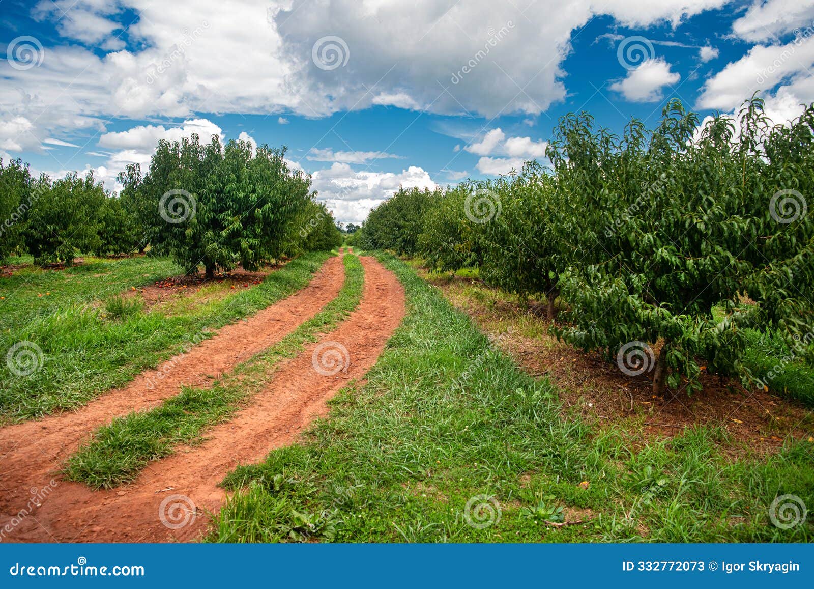 Peach Tree Orchard on a Farm. Road between Peach Trees Stock Image ...