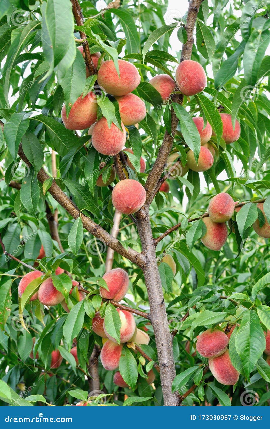 Peach tree in the orchard stock image. Image of delicious - 173030987