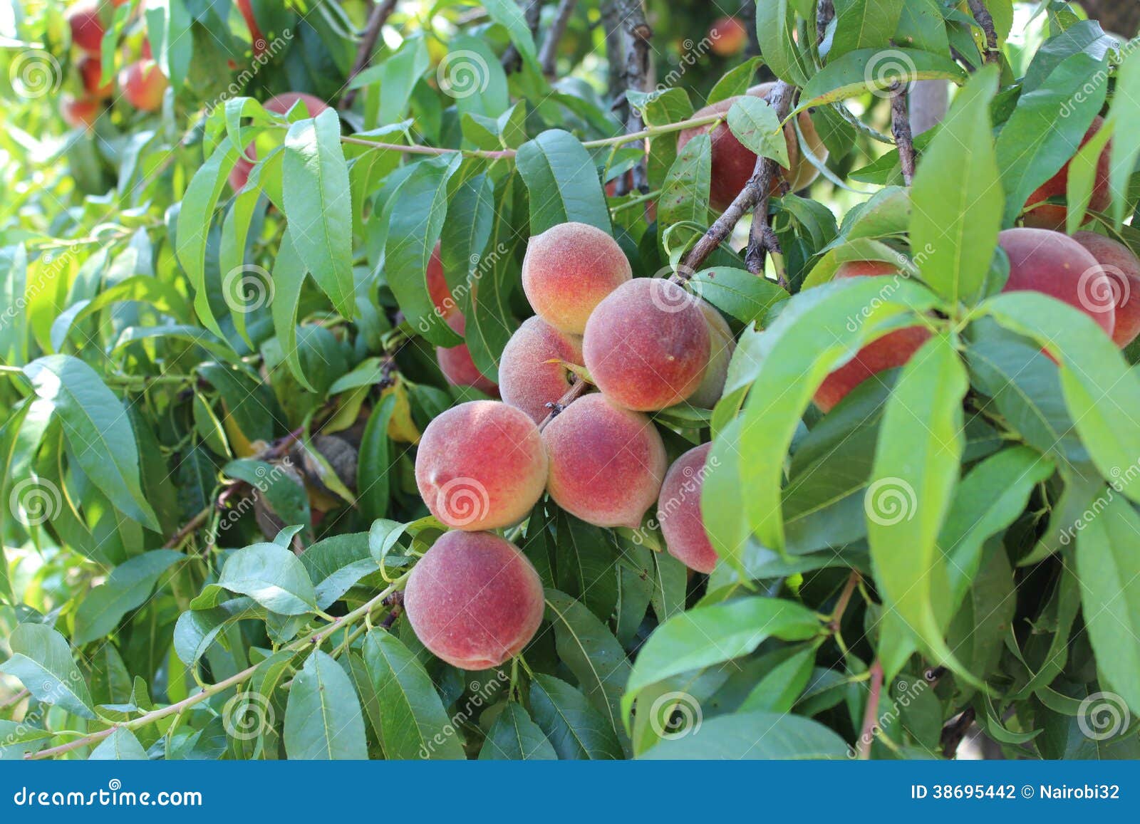 Peach tree with peaches stock photo. Image of ripe, summer - 38695442