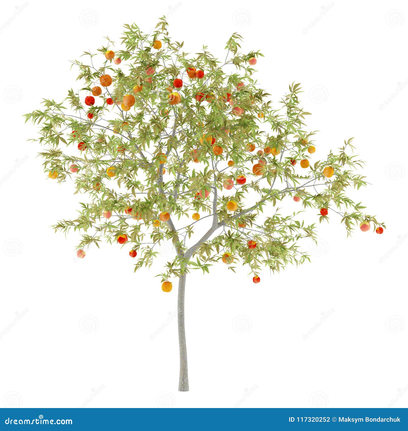 Peach Tree Vector Illustration In Flat Design Isolated On White ...
