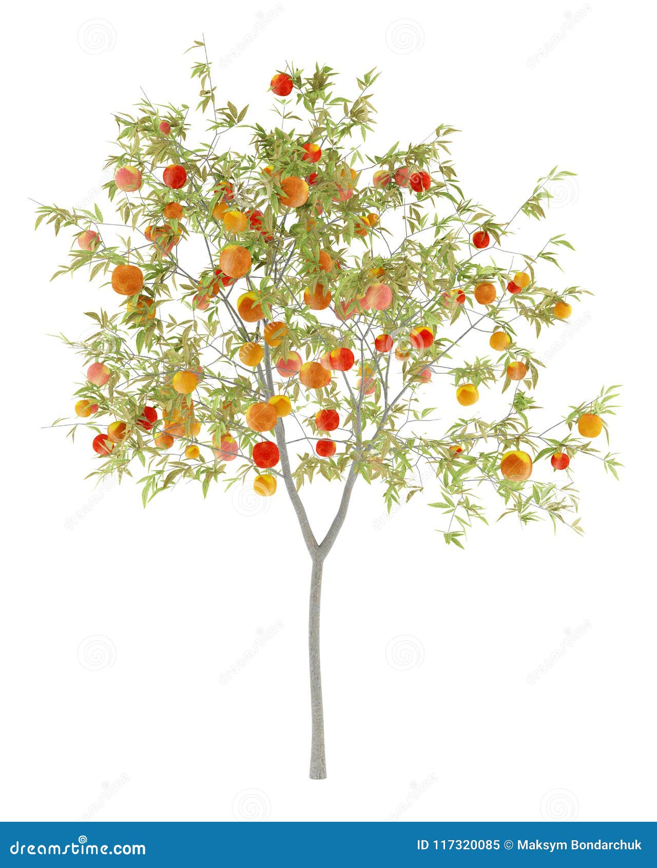 Peach Tree. Vector Illustration. Fruit Tree Nectarine Plant. Flat ...