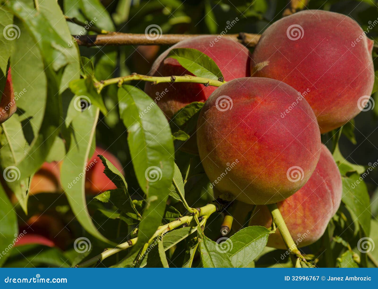 Peach tree stock image. Image of growing, branch, grows - 32996767
