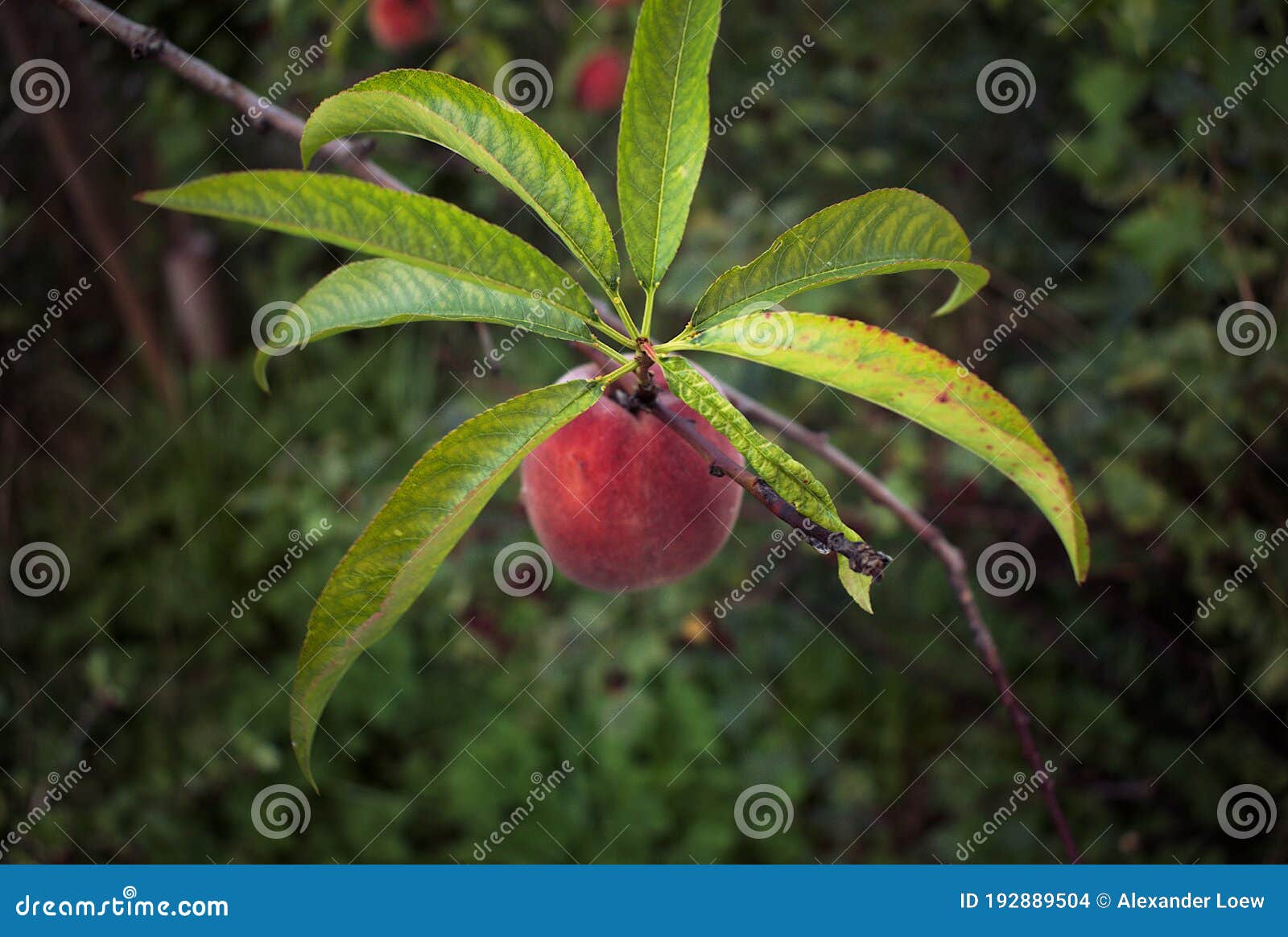 Peach Tree with Ripe Peaches Stock Photo - Image of food, fruits: 192889504