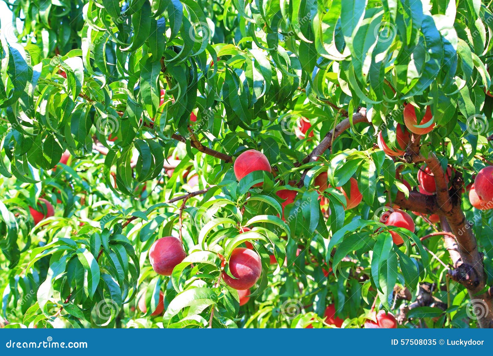 Peach Tree stock image. Image of edible, branches, caloric - 57508035