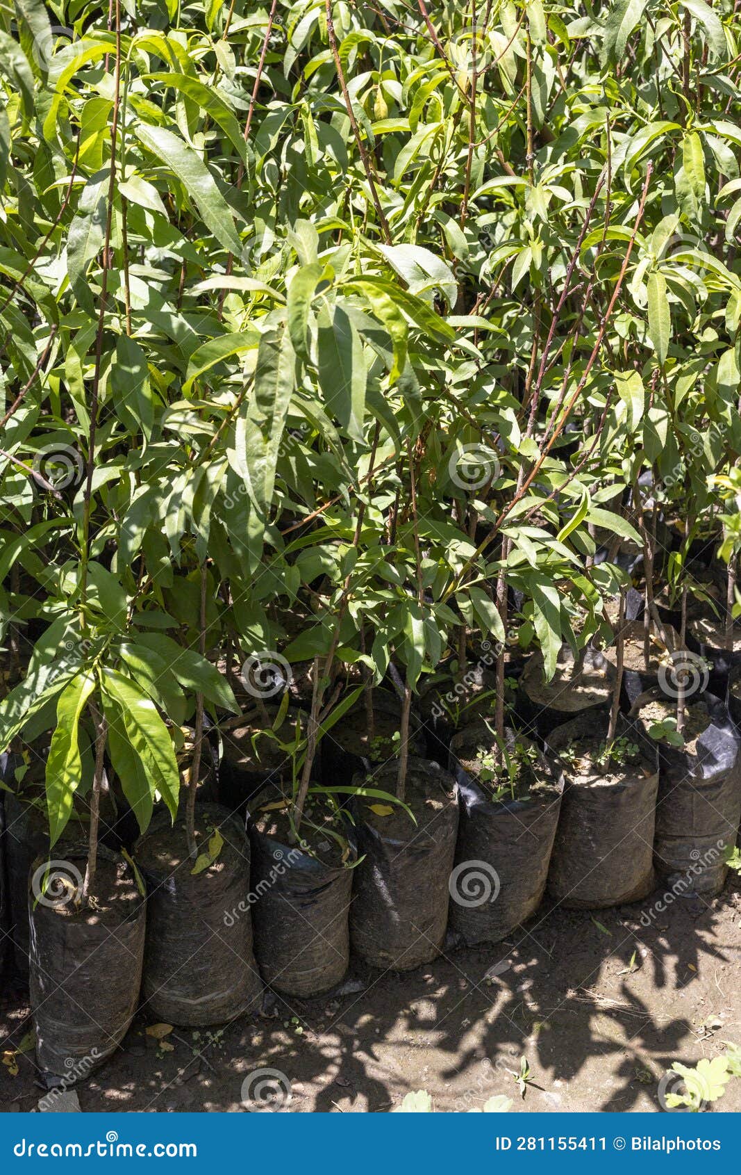 Peach Tree Sapling in a Plastic Bags Stock Image - Image of farming ...