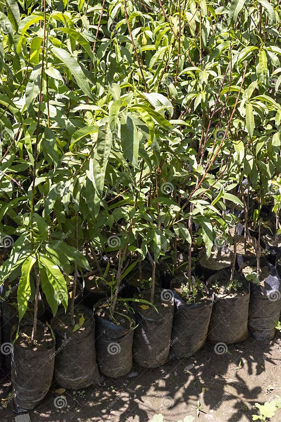 Peach Tree Sapling in a Plastic Bags Stock Image - Image of farming, fruit: 281155411
