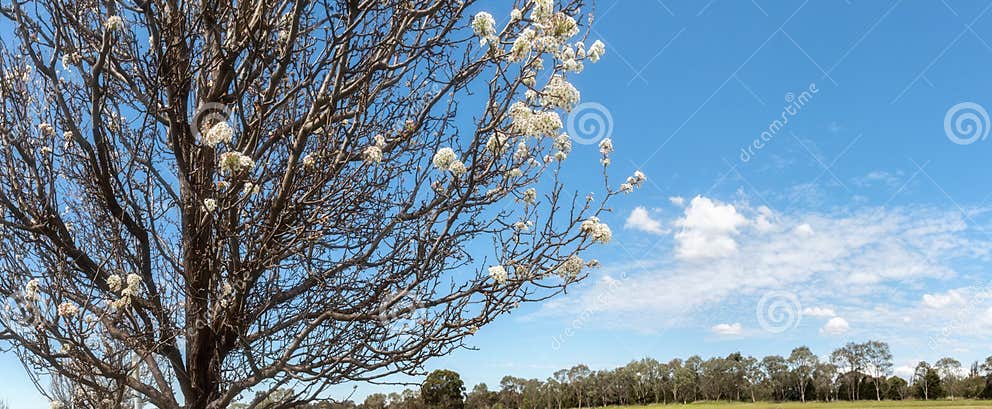 Peach Tree Spring Blossoms in Australian Landscape Stock Image - Image ...