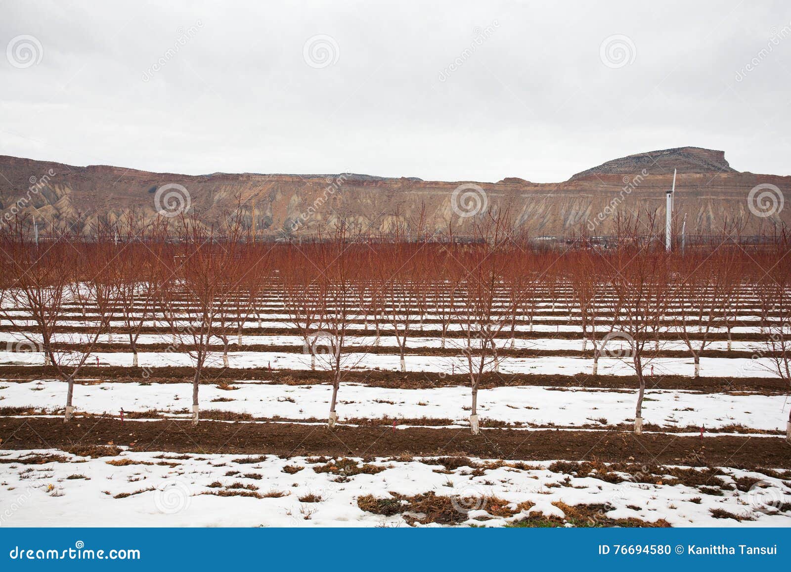 Peach tree during winter stock photo. Image of tree, fruita - 76694580