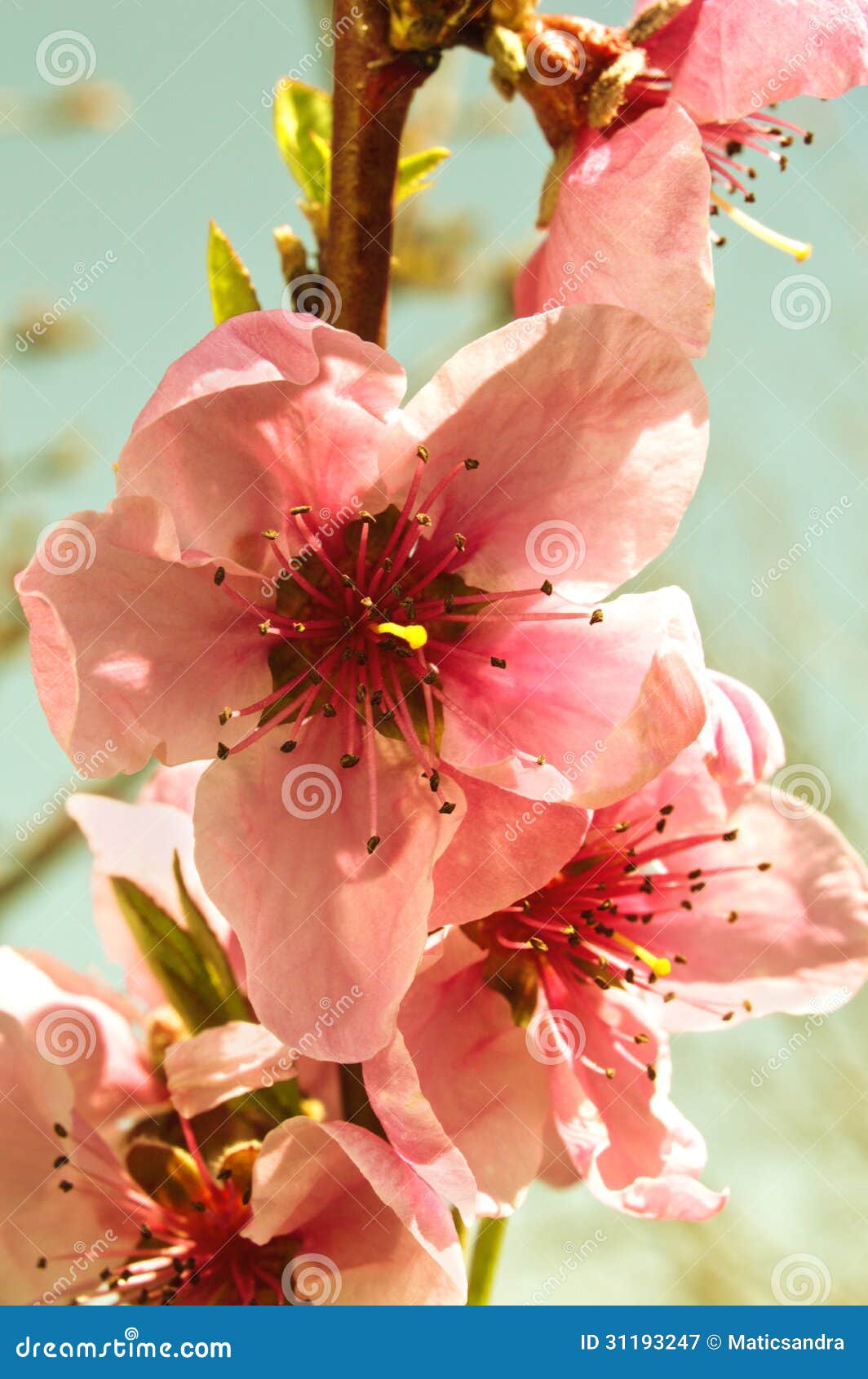 Peach trees in bloom stock image. Image of tree, season - 31193247