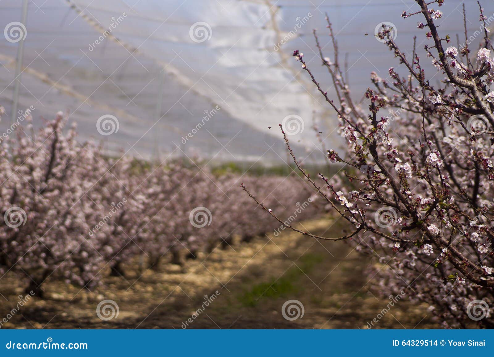 Peach trees blooming stock photo. Image of house, green - 64329514