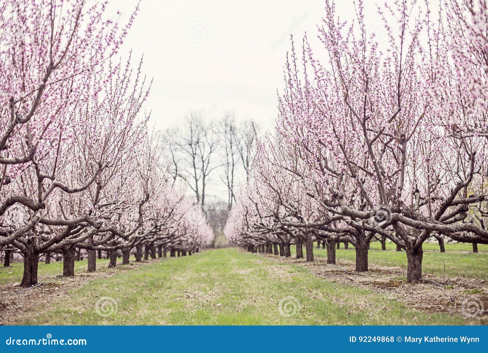 Peach trees stock photo. Image of tree, beautiful, branch - 92249868