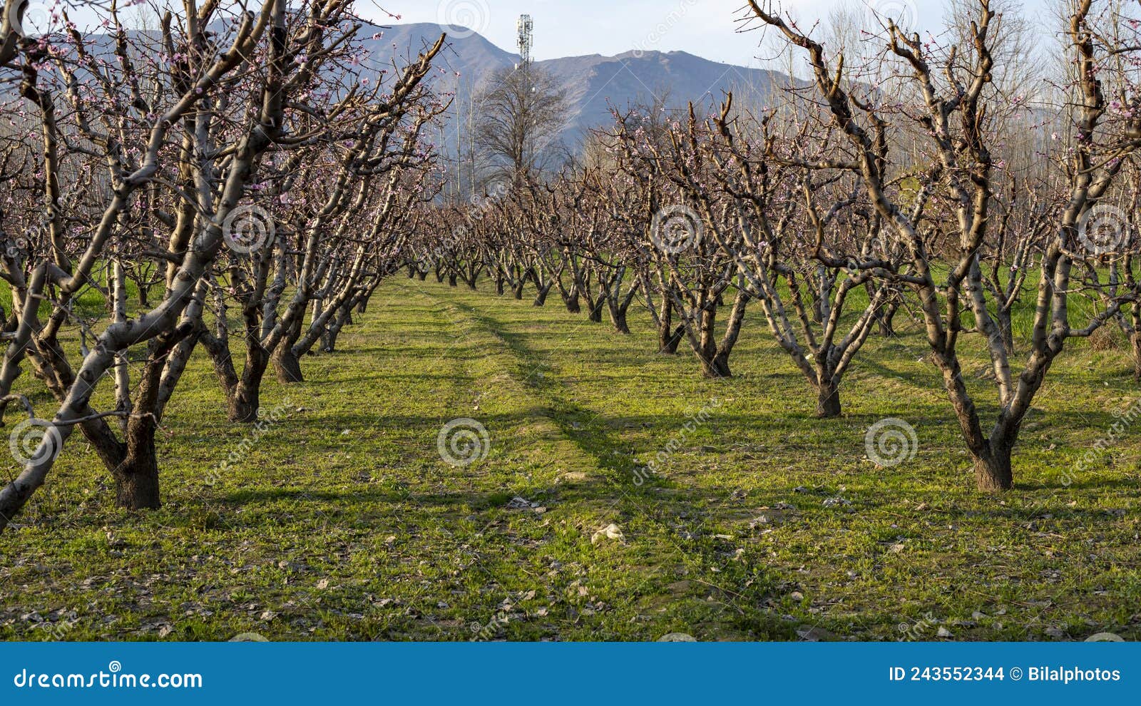 Peach Trees Planted in a Row in the Fruit Orchard Stock Photo - Image ...