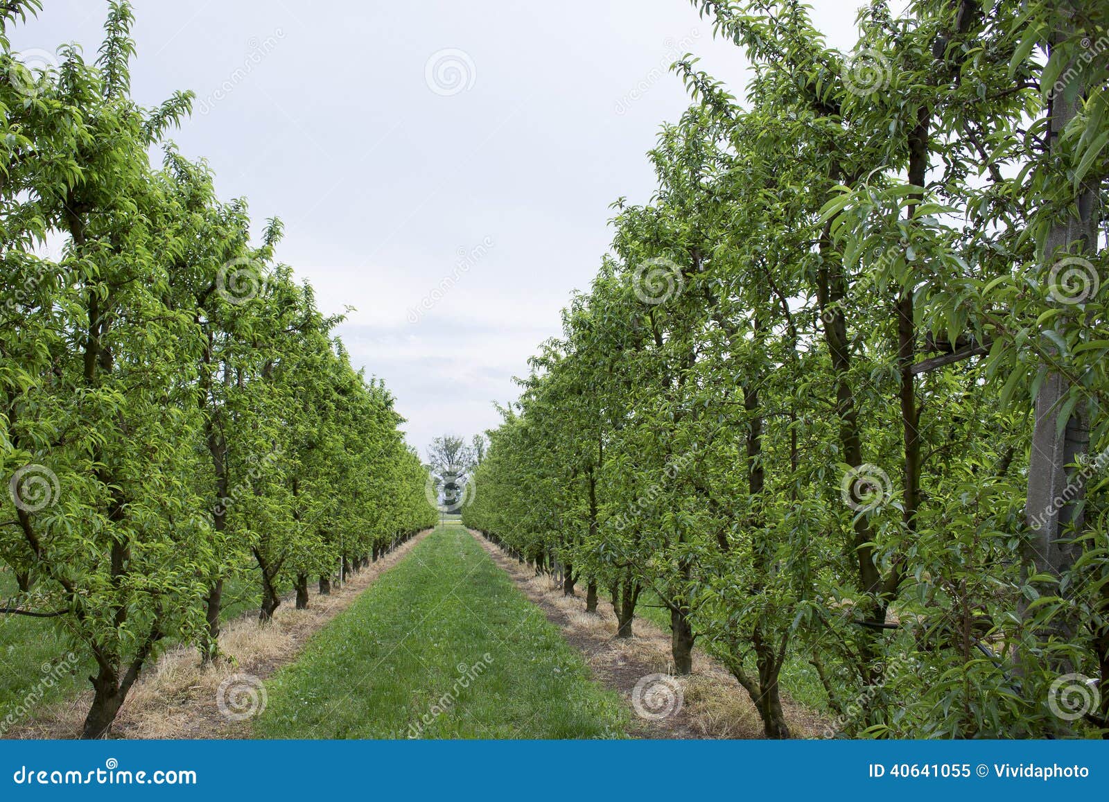 Peach trees rows stock image. Image of trees, serendipity - 40641055